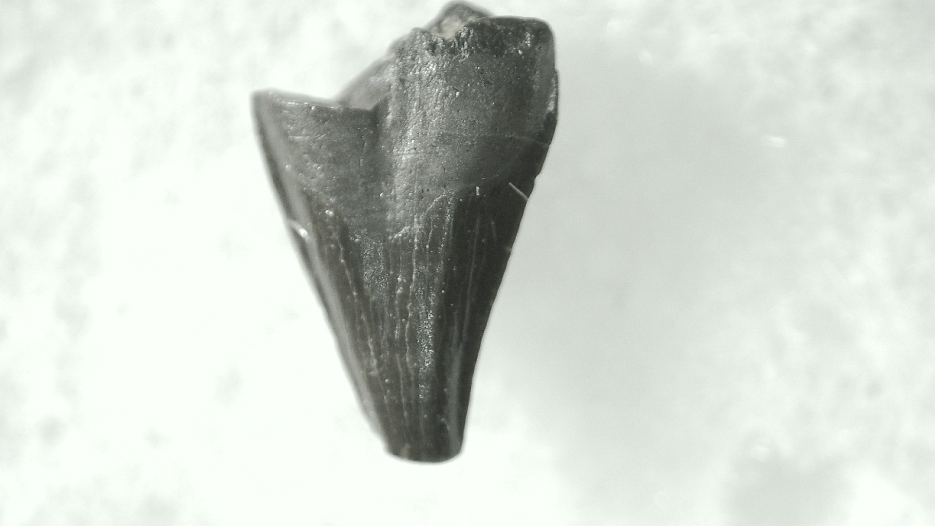 Avisaurus archibaldi Bird Tooth #10 | Fossils for Sale
