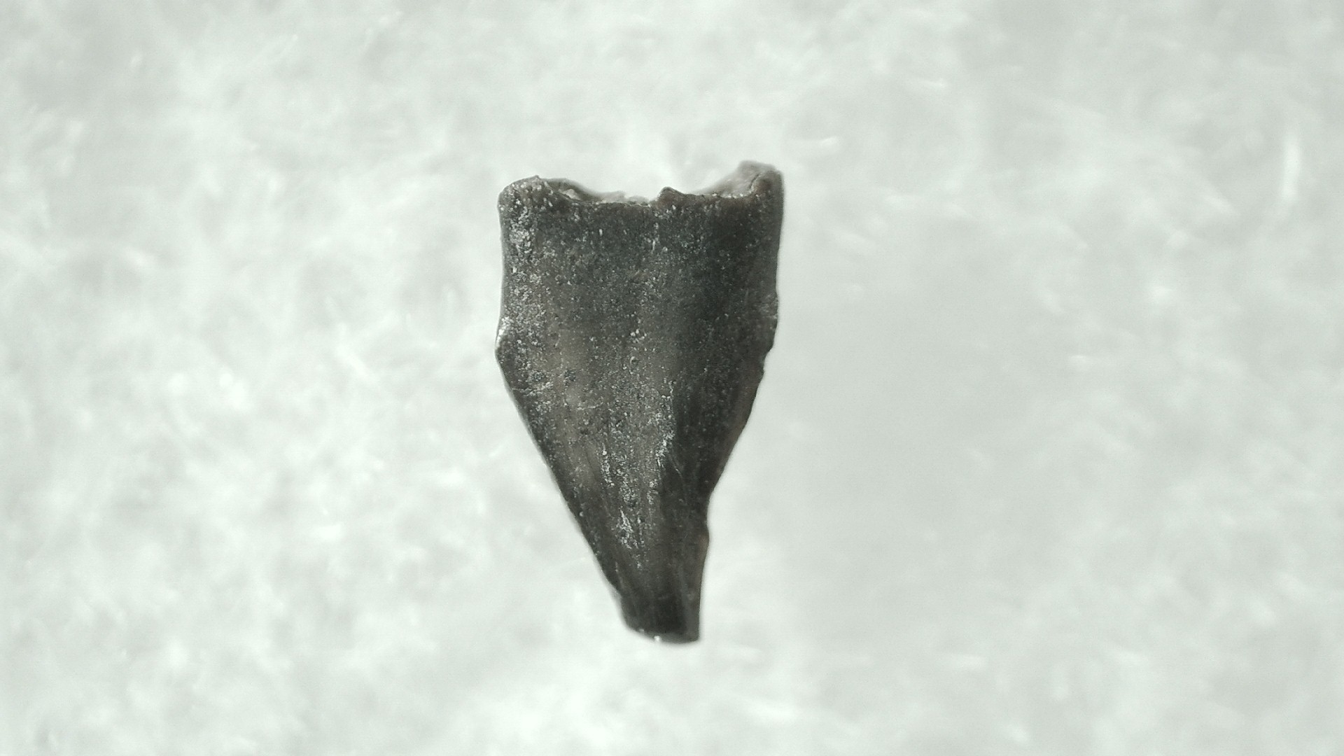 Avisaurus archibaldi Bird Tooth #4 | Fossils for Sale