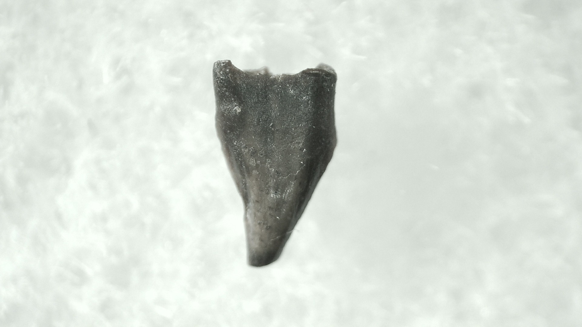 Avisaurus archibaldi Bird Tooth #4 | Fossils for Sale