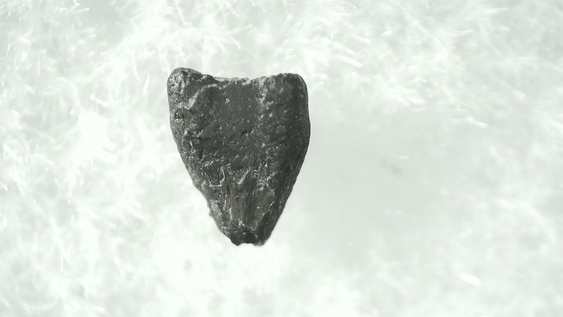 Avisaurus archibaldi Bird Tooth #6 | Fossils for Sale