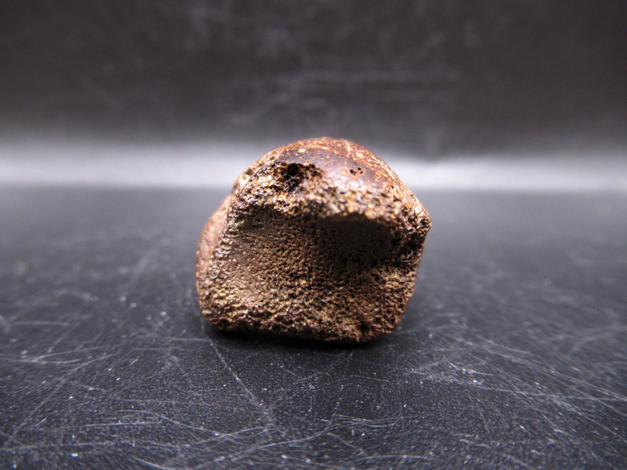 Cretaceous Crocodile Claw for Sale #3 | Fossils for Sale