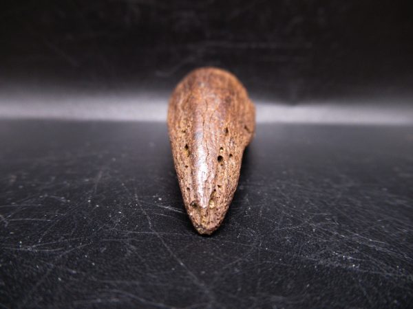 Cretaceous Crocodile Claw for Sale #3 | Fossils for Sale