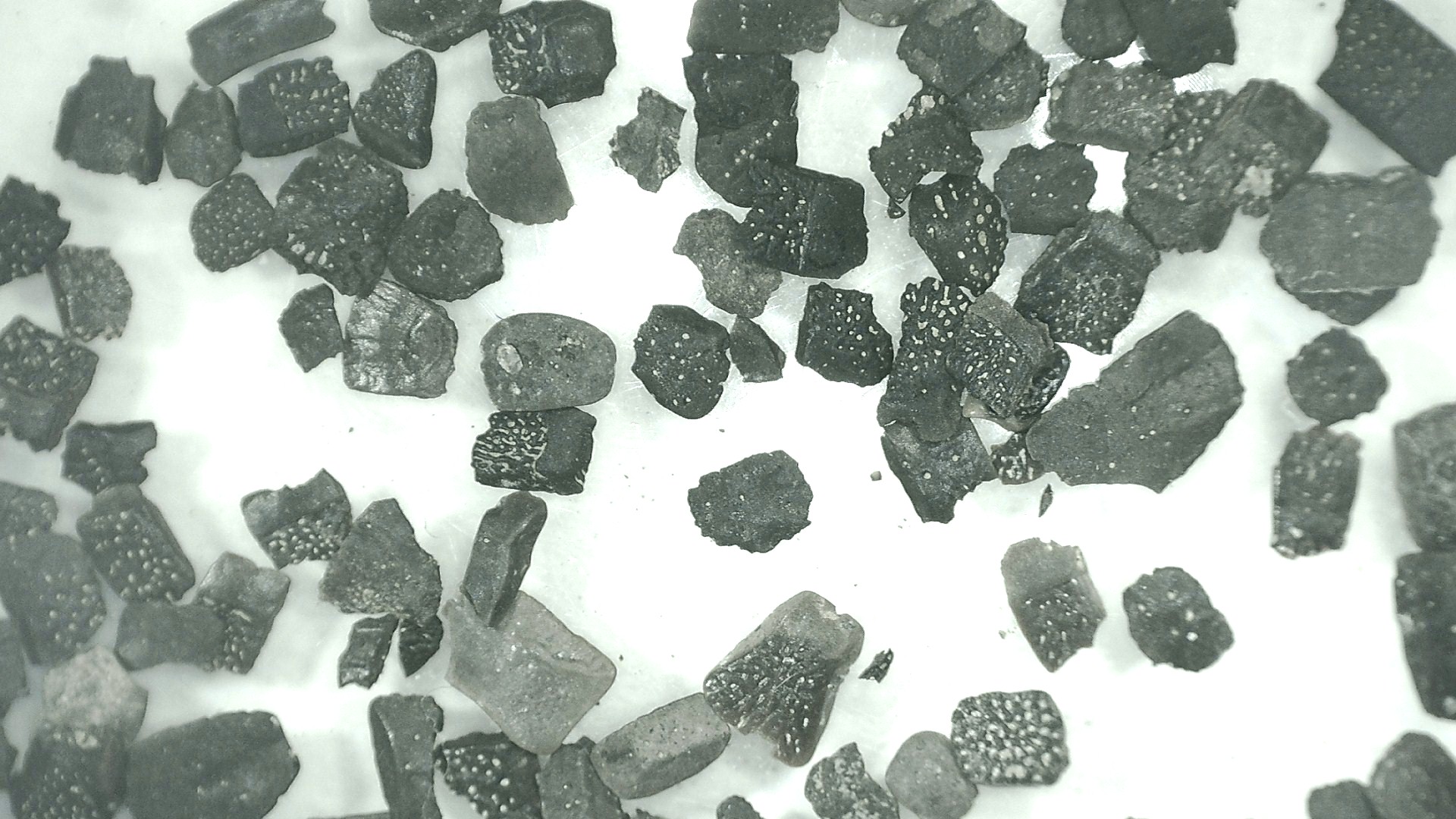 Cretaceous Lizard Scale from Group | Fossils for Sale