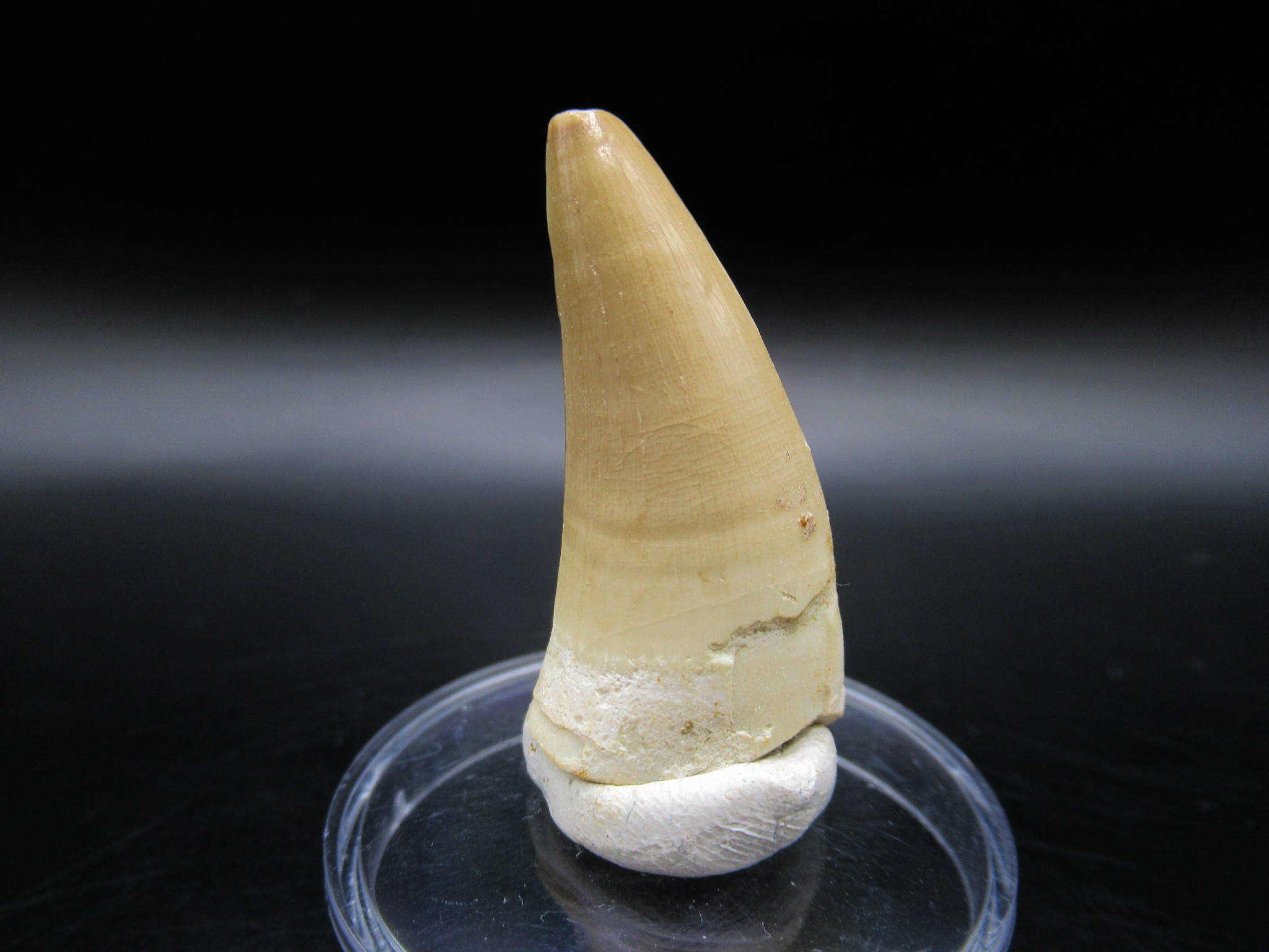 Dyrosaurus Crocodile Tooth #7 | Fossils for Sale