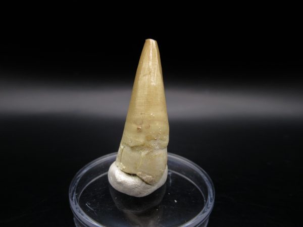 Dyrosaurus Crocodile Tooth #7 | Fossils for Sale