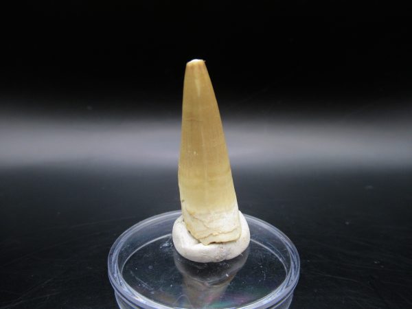 Dyrosaurus Crocodile Tooth #7 | Fossils for Sale