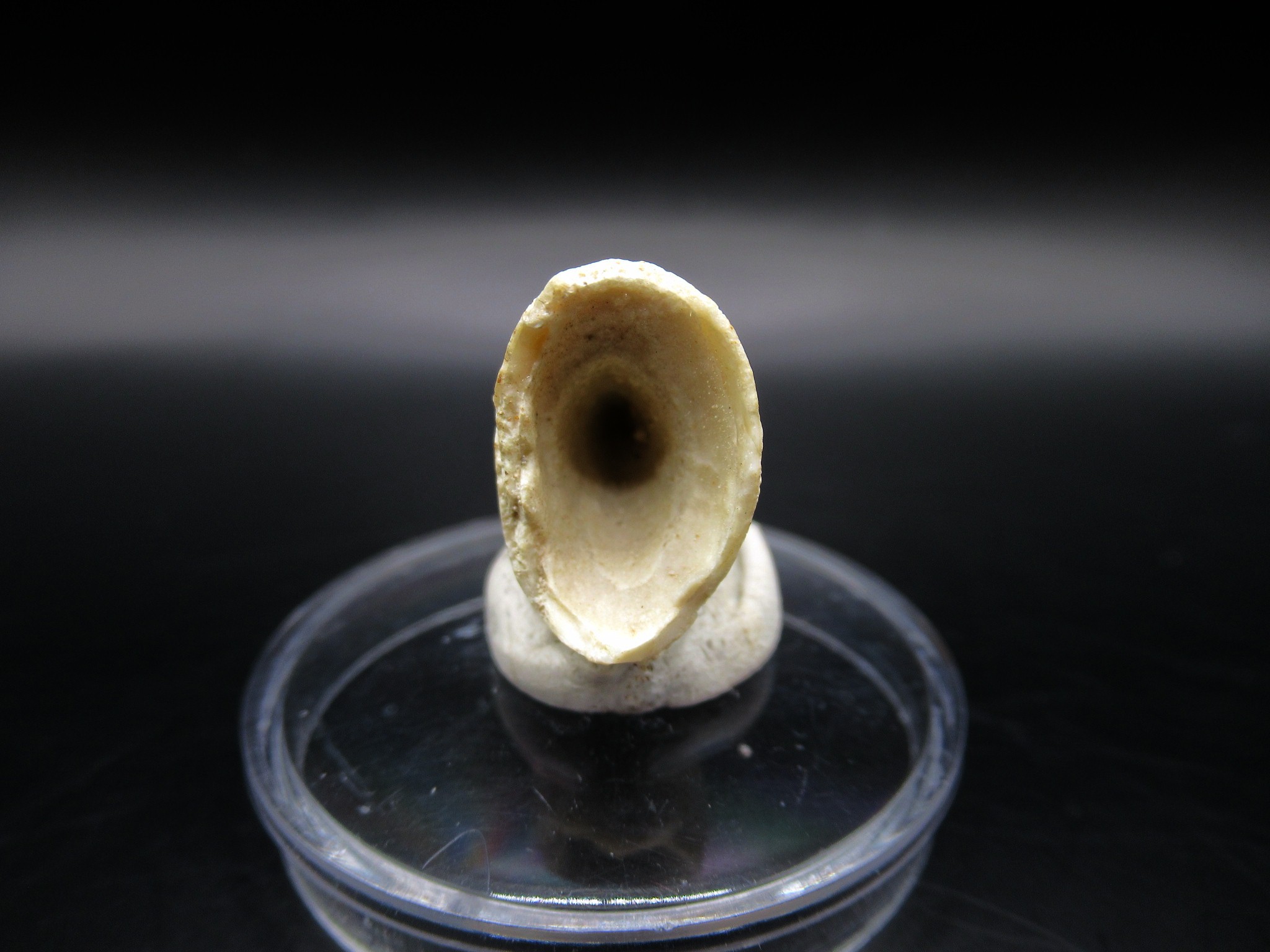 Dyrosaurus Crocodile Tooth #7 | Fossils for Sale