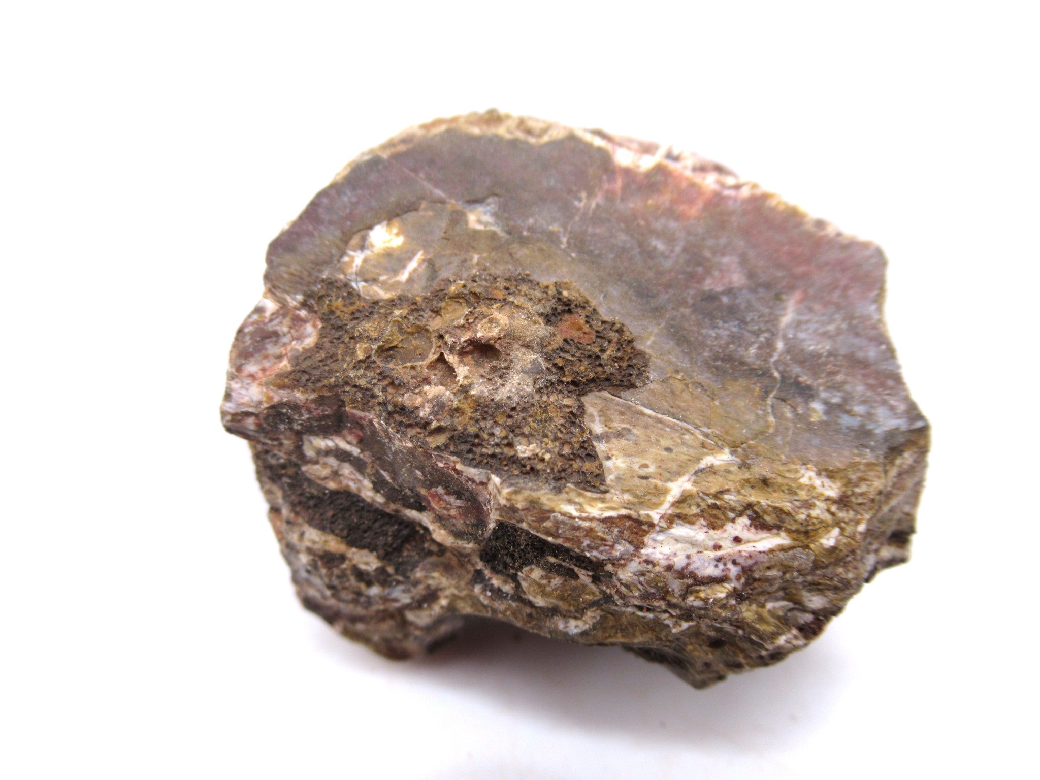 Koskinonodon Metoposaurus Skull Plate #55 | Fossils for Sale