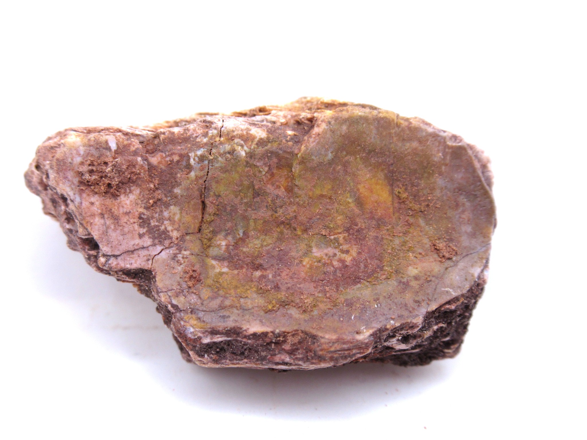 Koskinonodon Metoposaurus Skull Plate #8 | Fossils for Sale