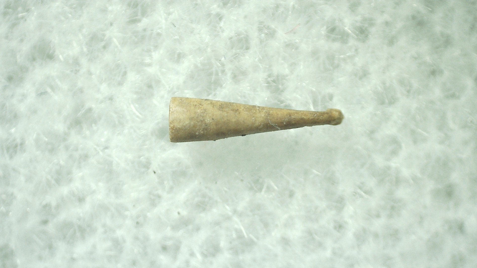 Ice Age Mammal (Penis Bone) Florida #31 | Fossils for Sale