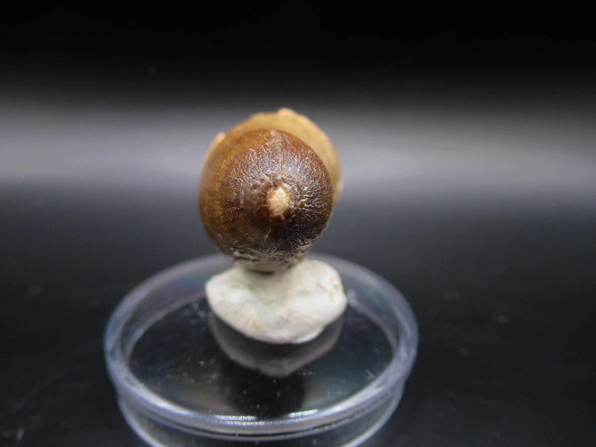 Maroccosuchus Crocodile Tooth #13 | Fossils for Sale