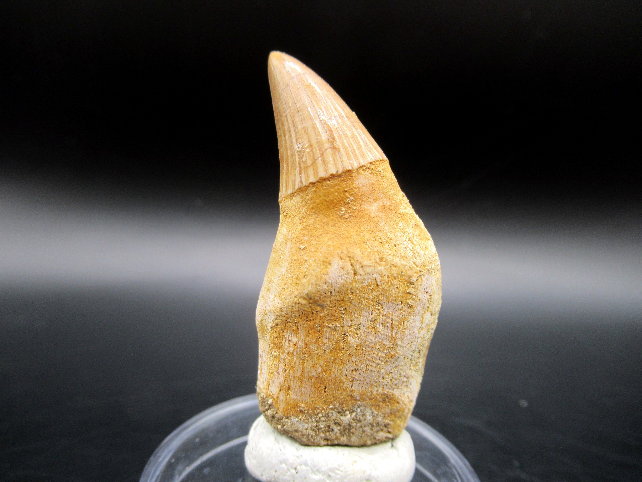 Platecarpus ptychodon Rooted Tooth #10 | Fossils for Sale
