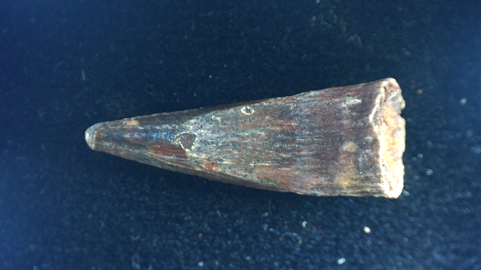 Siroccopteryx Pterosaur Tooth Morocco #65 | Fossils for Sale