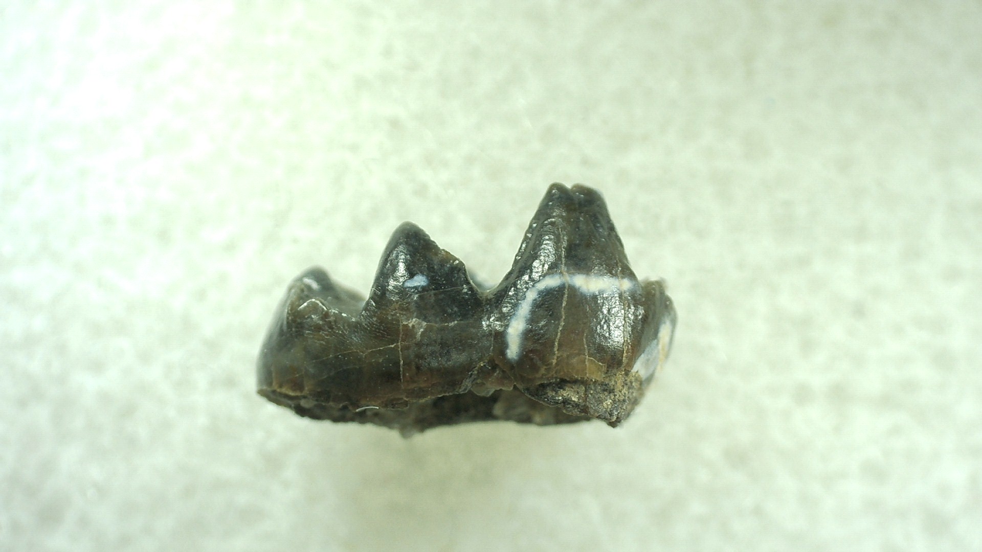 Hyracotherium – Primitive Horse Tooth 1 | Fossils for Sale