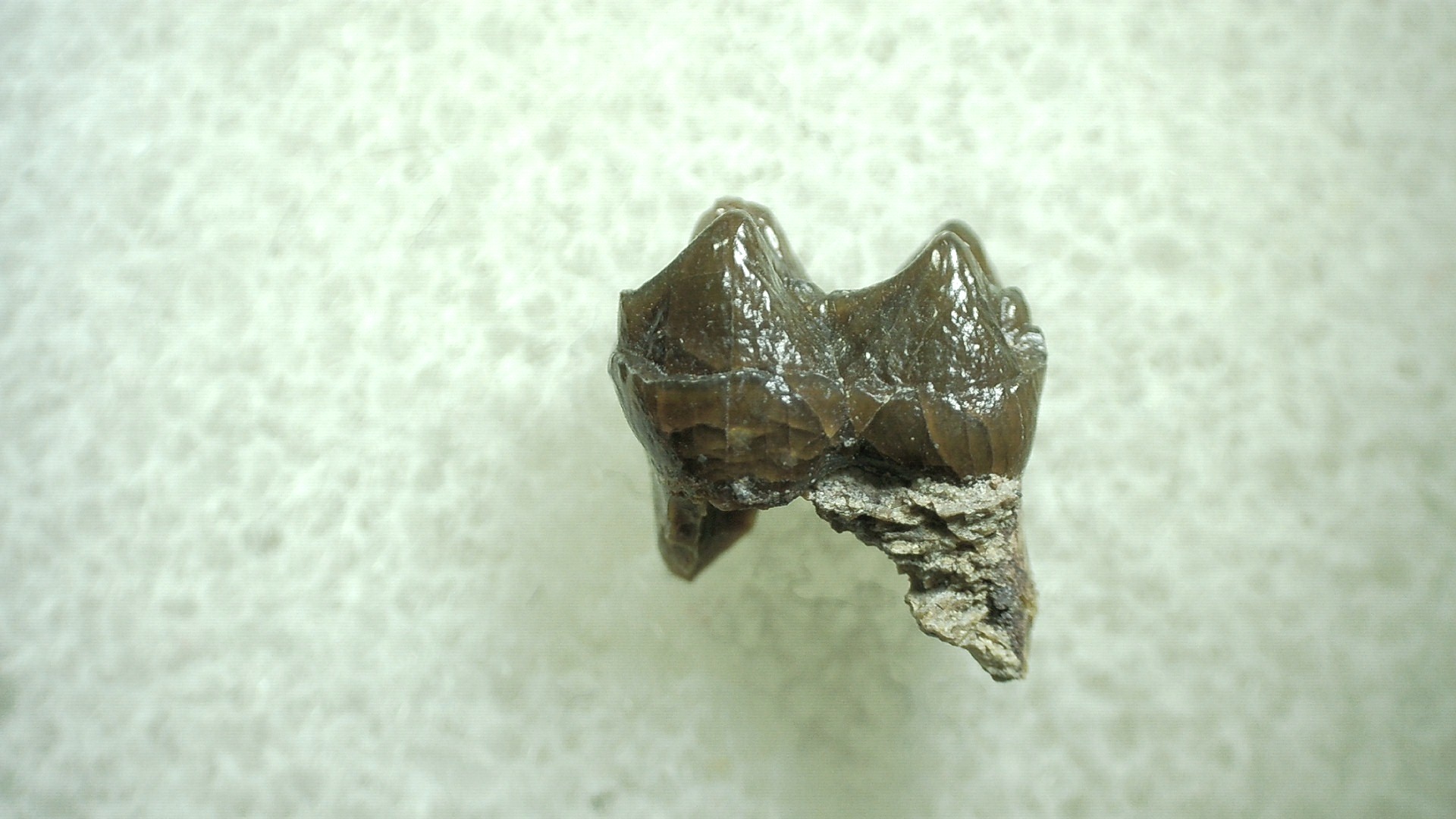 Hyracotherium – Primitive Horse Tooth 19 | Fossils for Sale