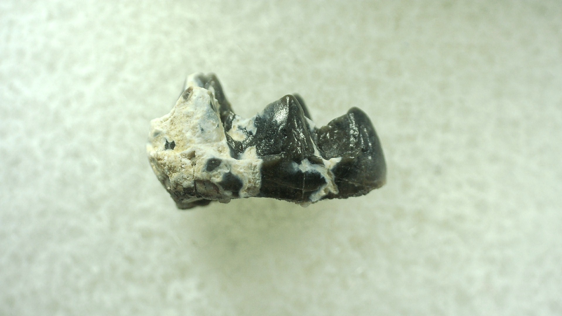 Hyracotherium – Primitive Horse Tooth 1 | Fossils for Sale