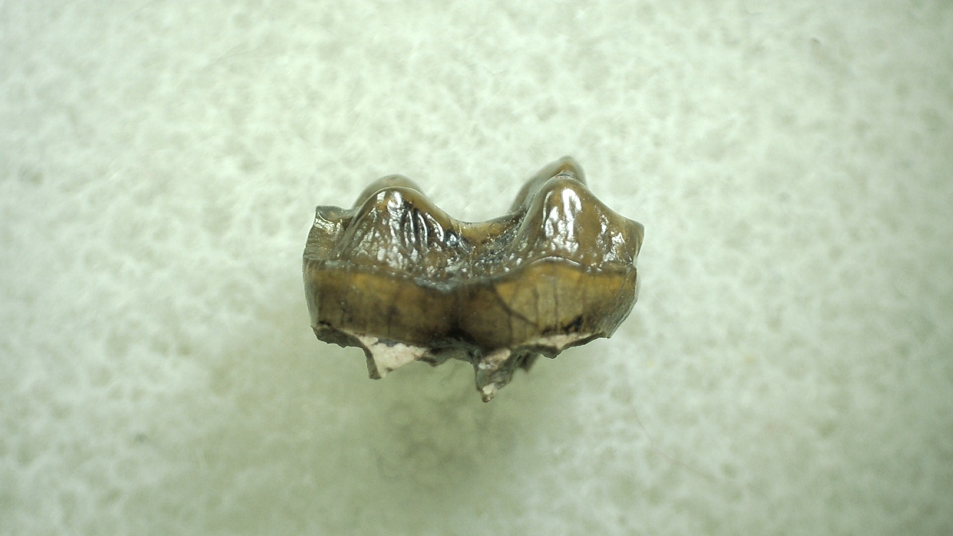 Hyracotherium – Primitive Horse Tooth 6 | Fossils for Sale