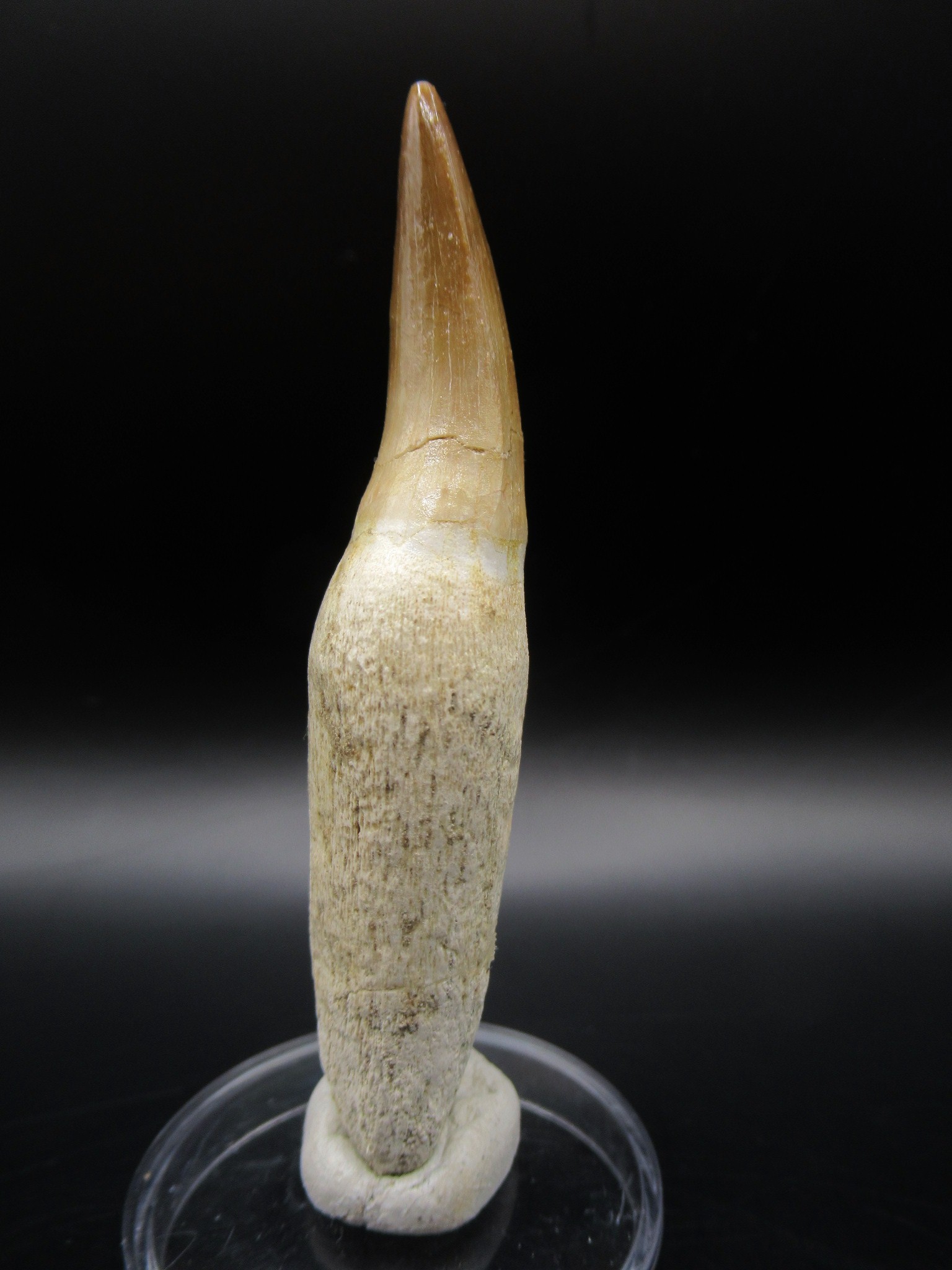 Prognathodon anceps Mosasaurus Tooth #9 | Fossils for Sale