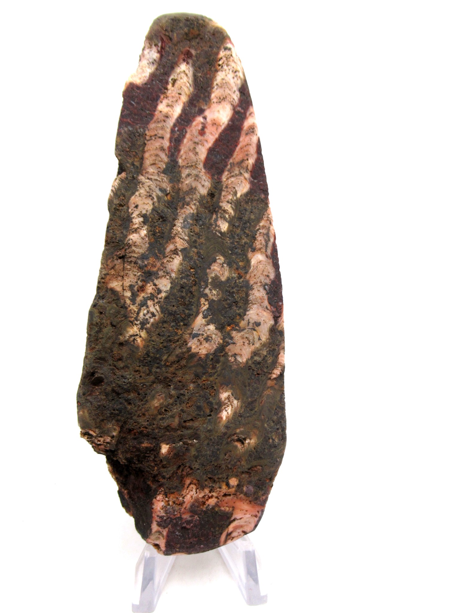 Minnesota Collenia Stromatolite #14 | Fossils for Sale