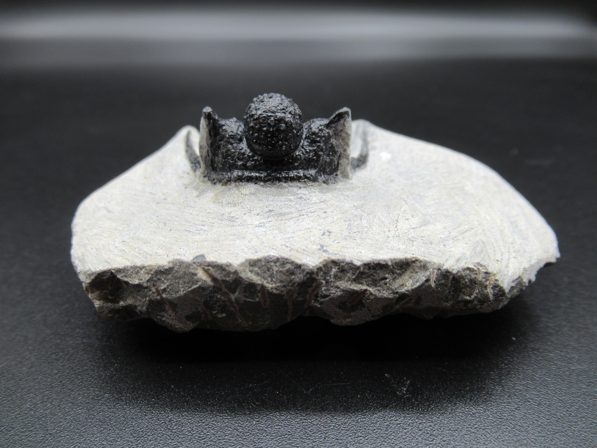 Morocco Trilobites for Sale | Otarion #3 | Fossils for Sale