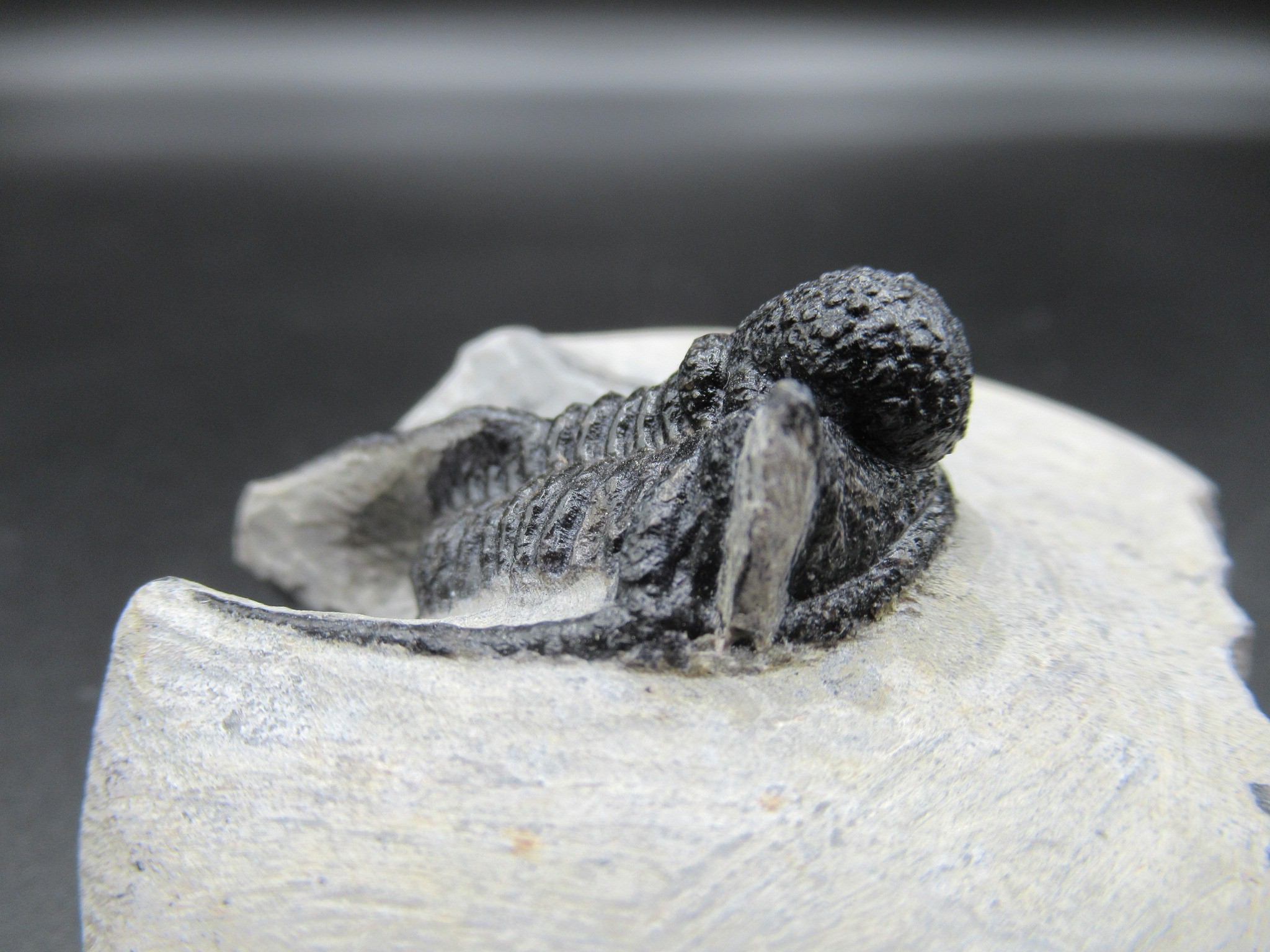 Morocco Trilobites for Sale | Otarion #3 | Fossils for Sale