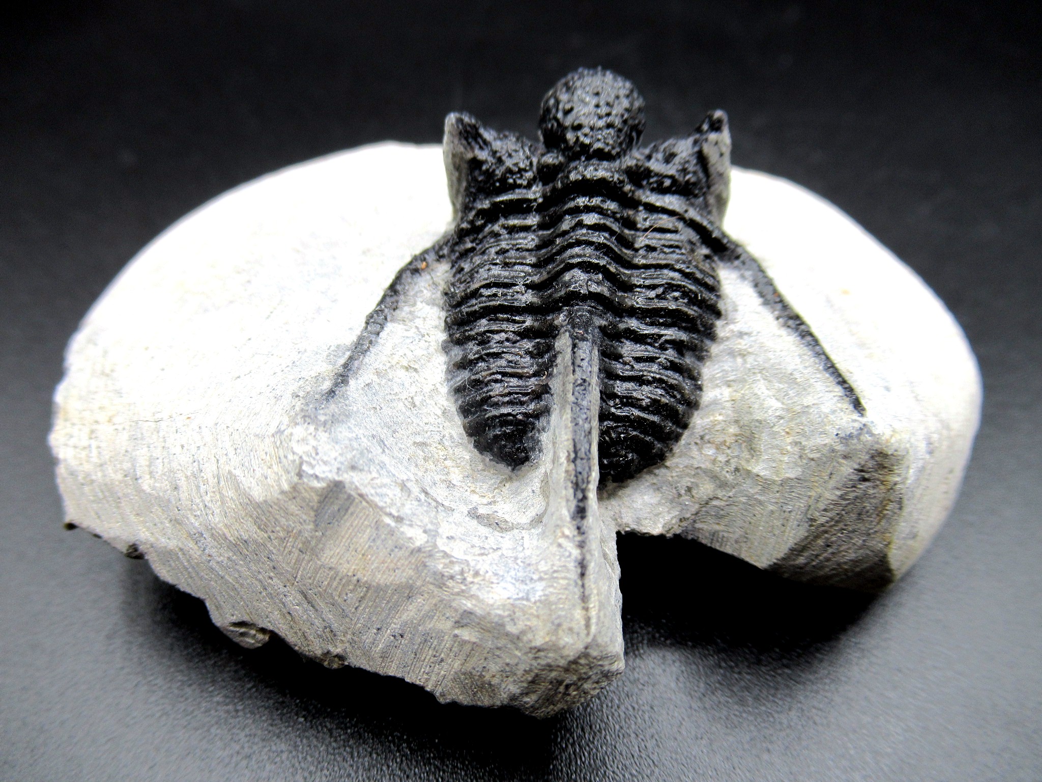 Morocco Trilobites for Sale | Otarion #3 | Fossils for Sale