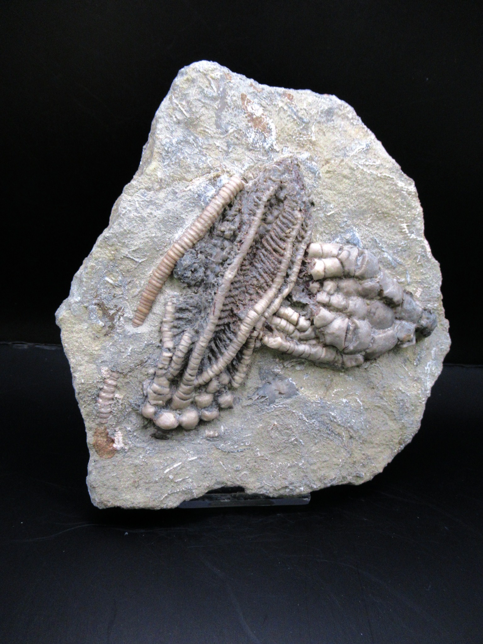 Crawfordsville Crinoid – Indiana #110 | Fossils for Sale