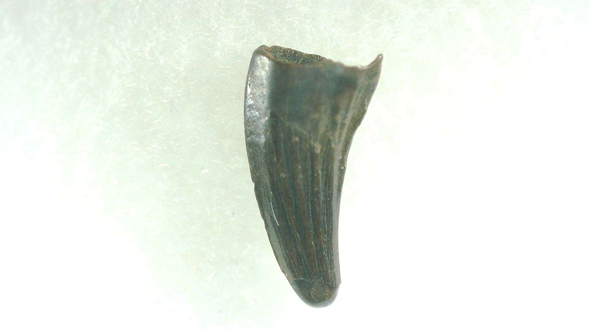 Acheroraptor Dinosaur Tooth – 6 | Fossils for Sale