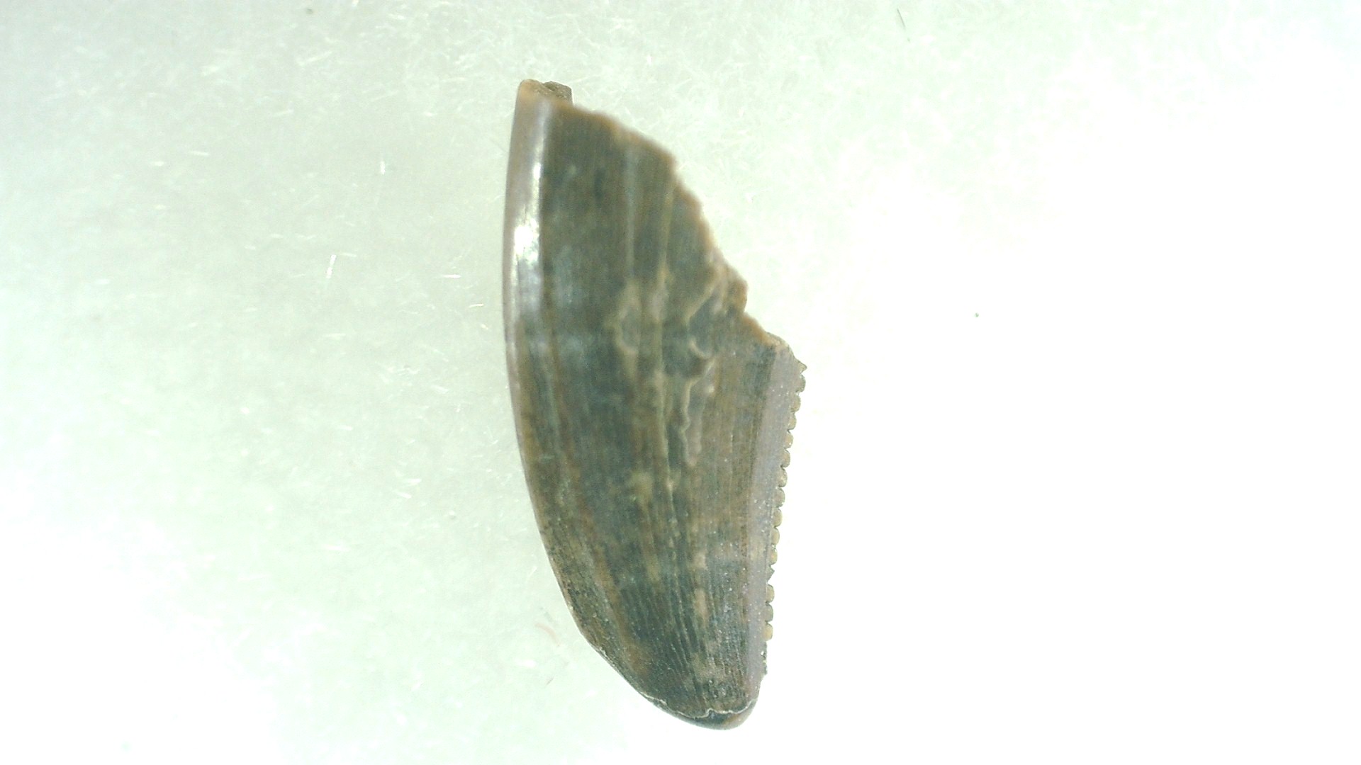 Acheroraptor Dinosaur Tooth – 8 | Fossils for Sale