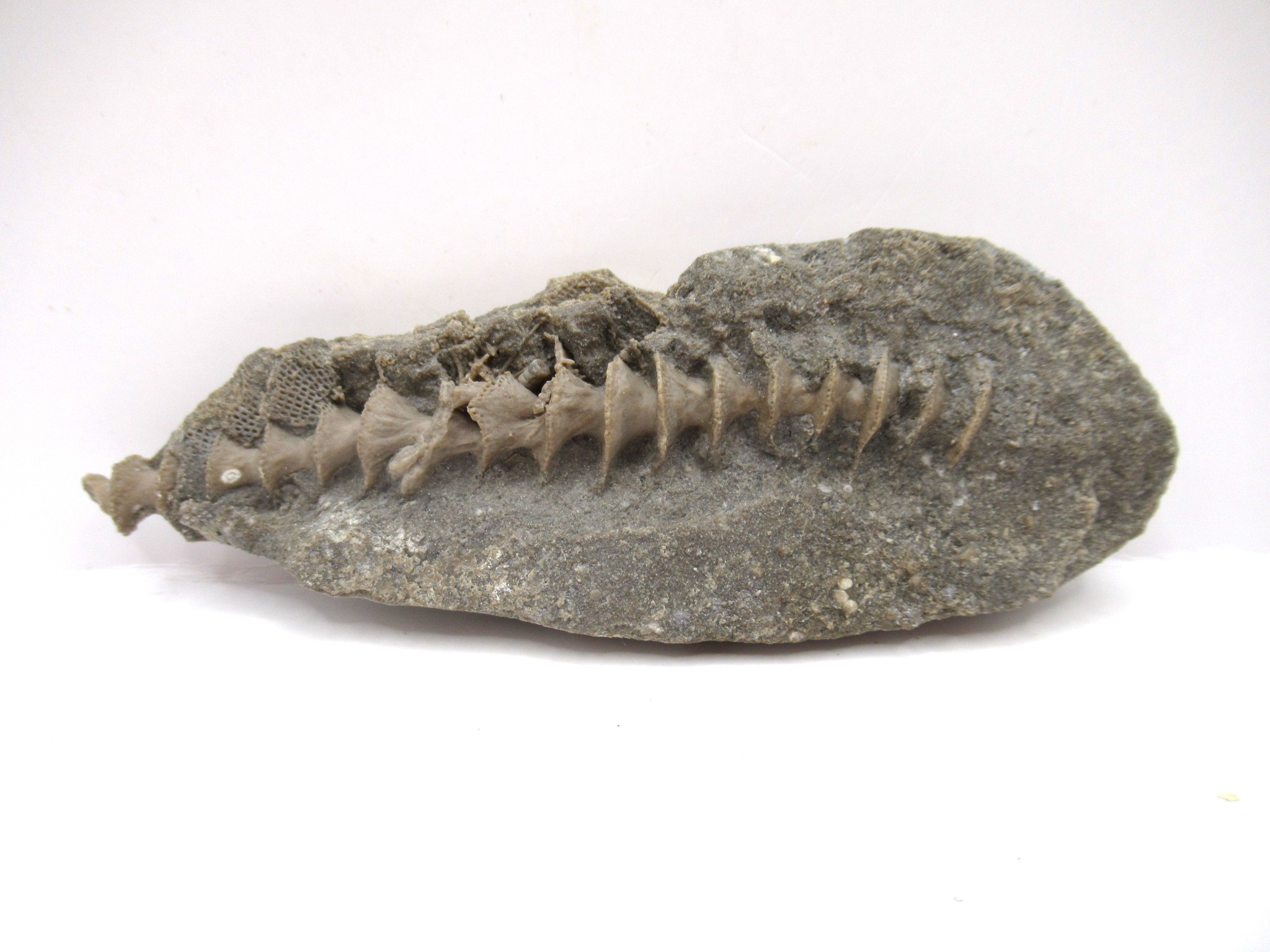 Archimedes Bryozoa – Alabama #13 | Fossils for Sale