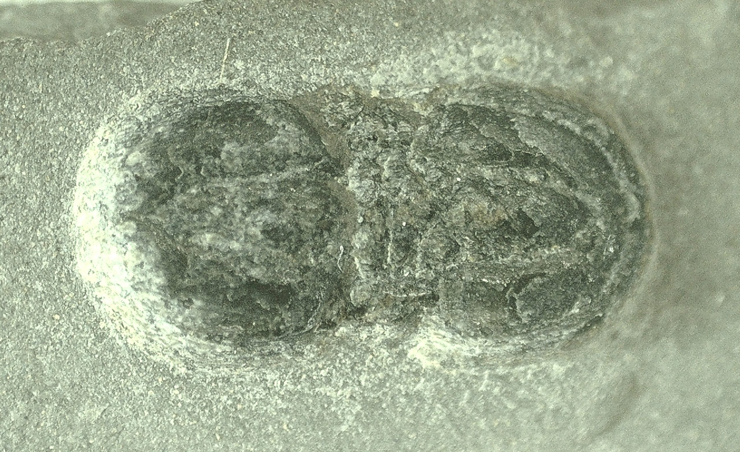 Peronopsis Trilobite for Sale #7 | Fossils for Sale