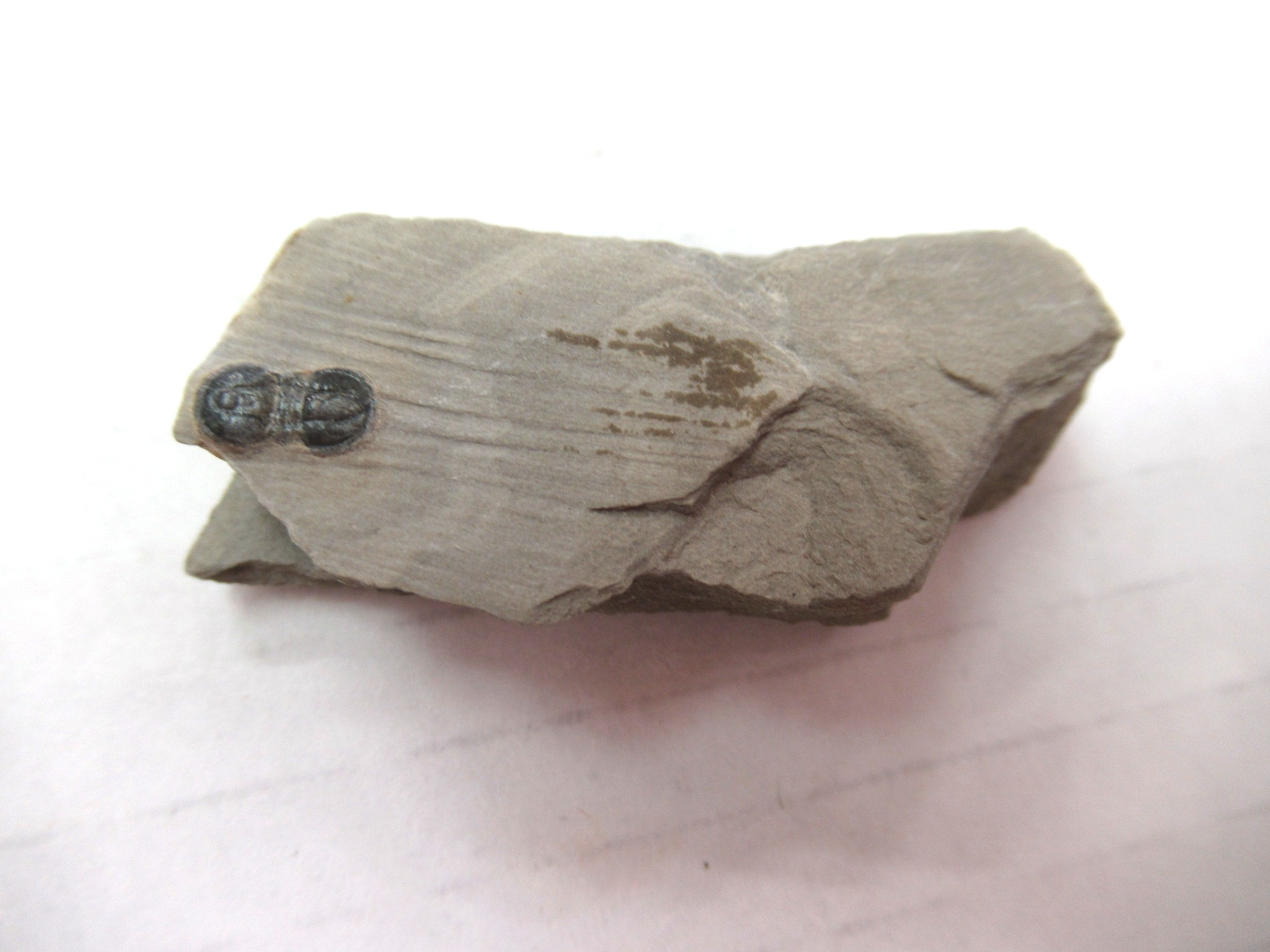 Peronopsis Trilobite for Sale #8 | Fossils for Sale