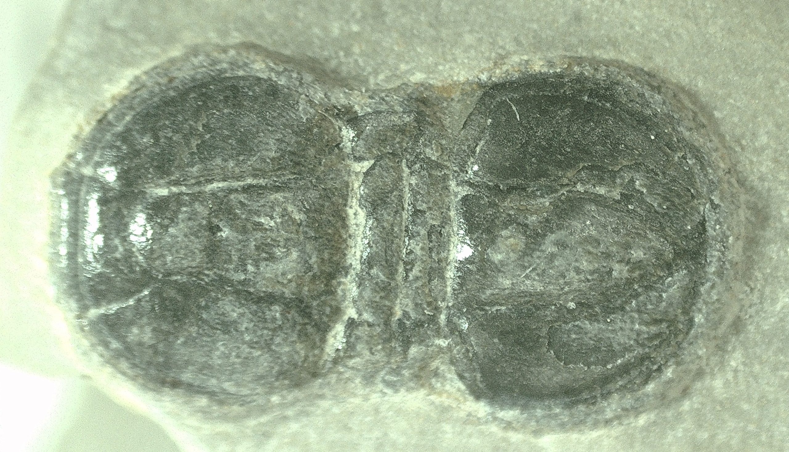 Peronopsis Trilobite for Sale #8 | Fossils for Sale