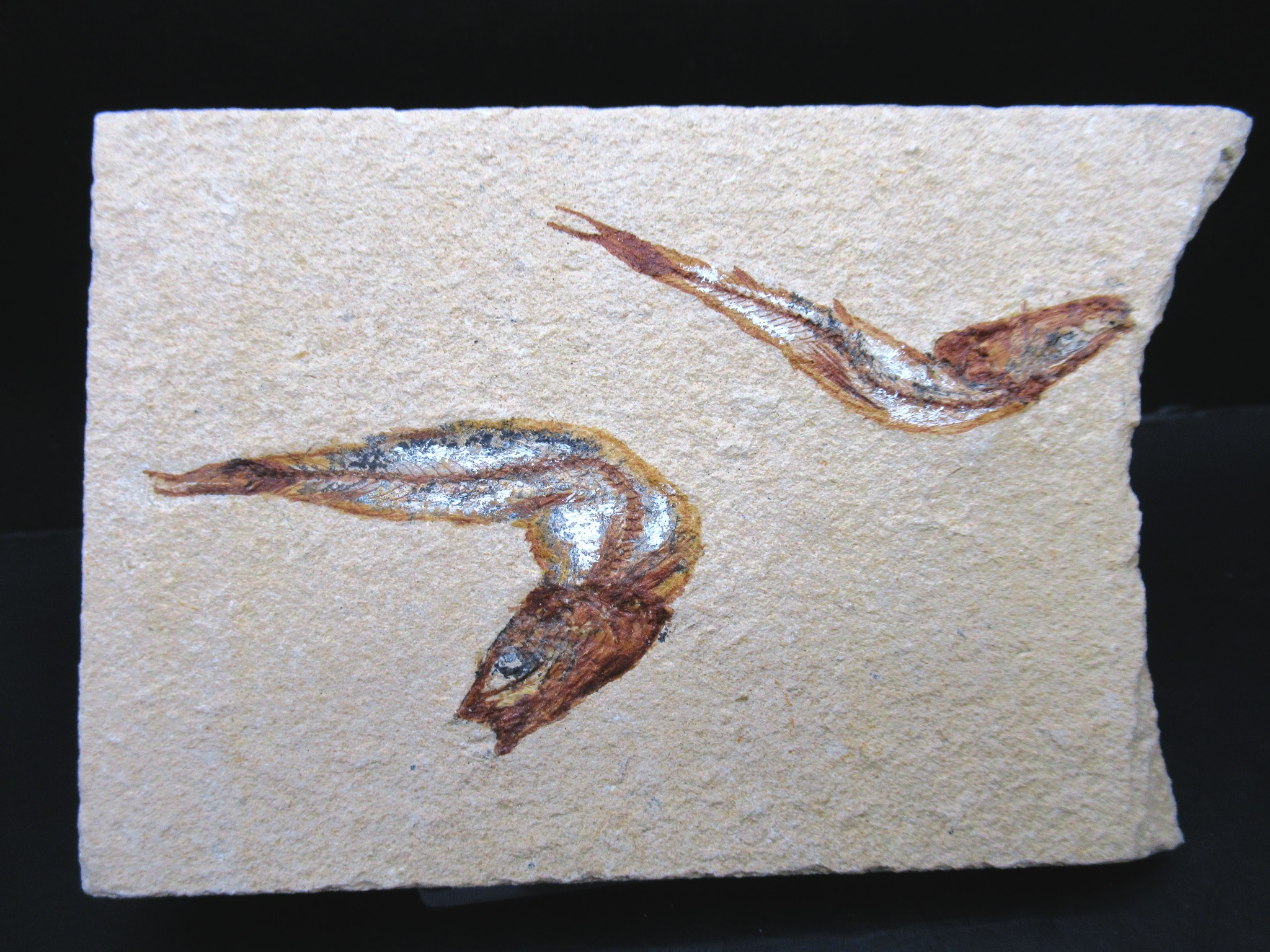 Cretaceous Lebanon Fish For Sale #100 | Fossils for Sale