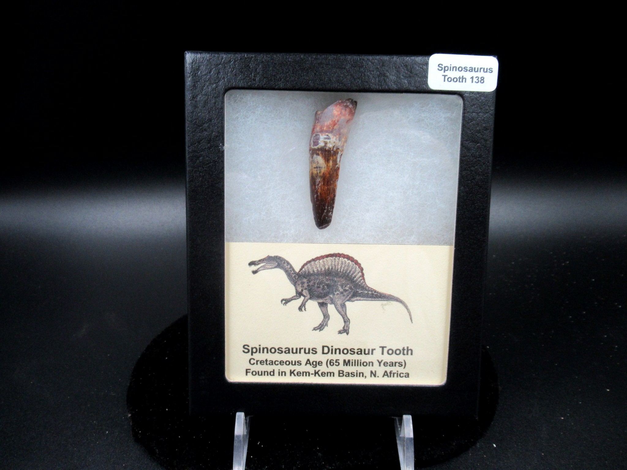 Spinosaurus Dinosaur – Tooth #138 | Fossils for Sale