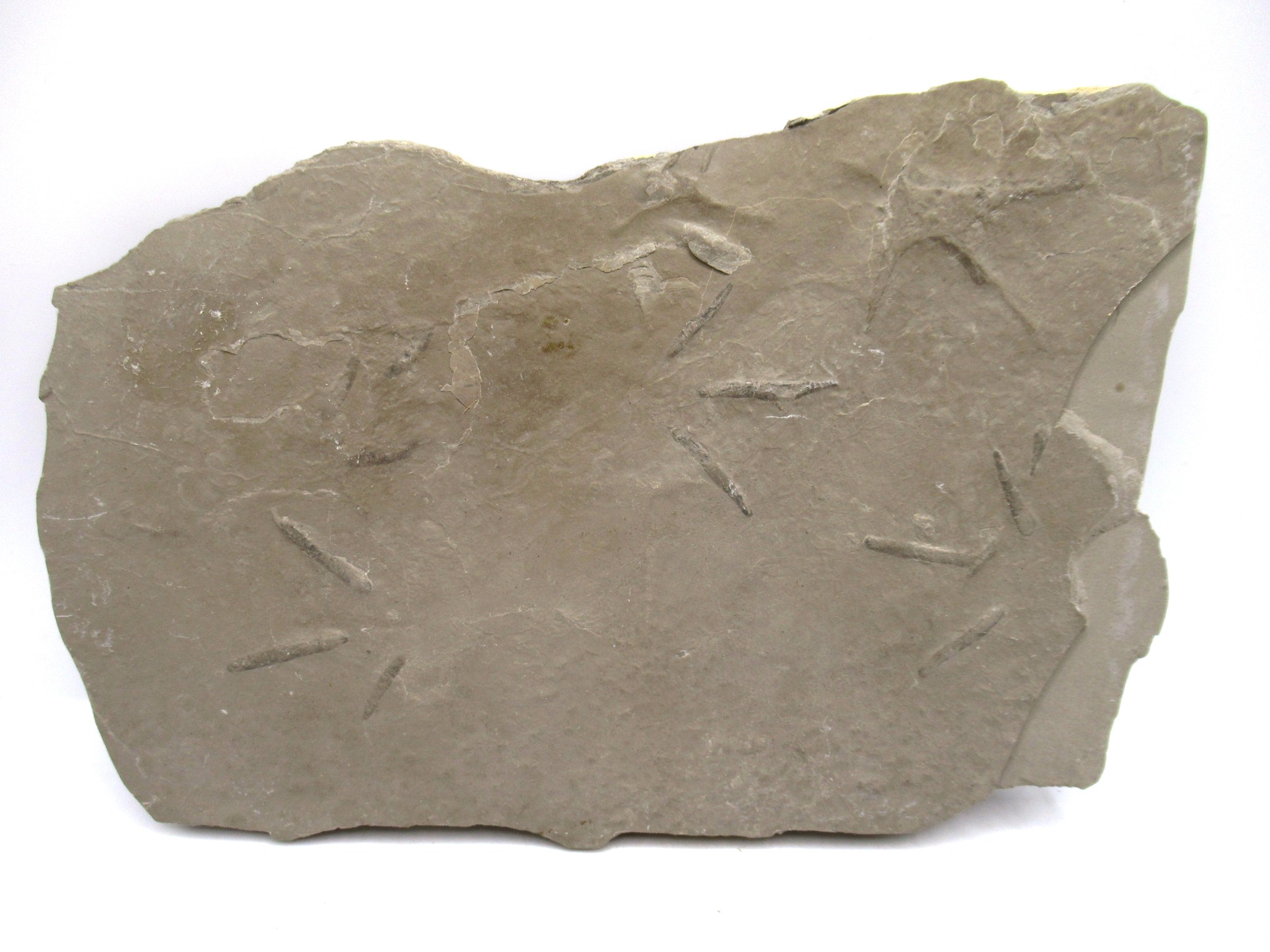 Green River Bird Track Fossil Plate #3 | Fossils for Sale