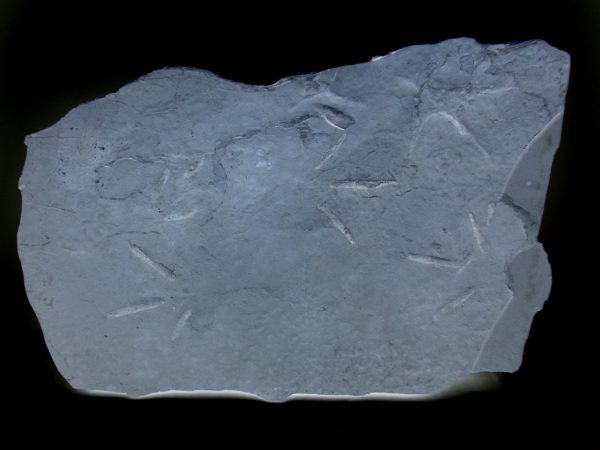 Green River Bird Track Fossil Plate #3 | Fossils for Sale