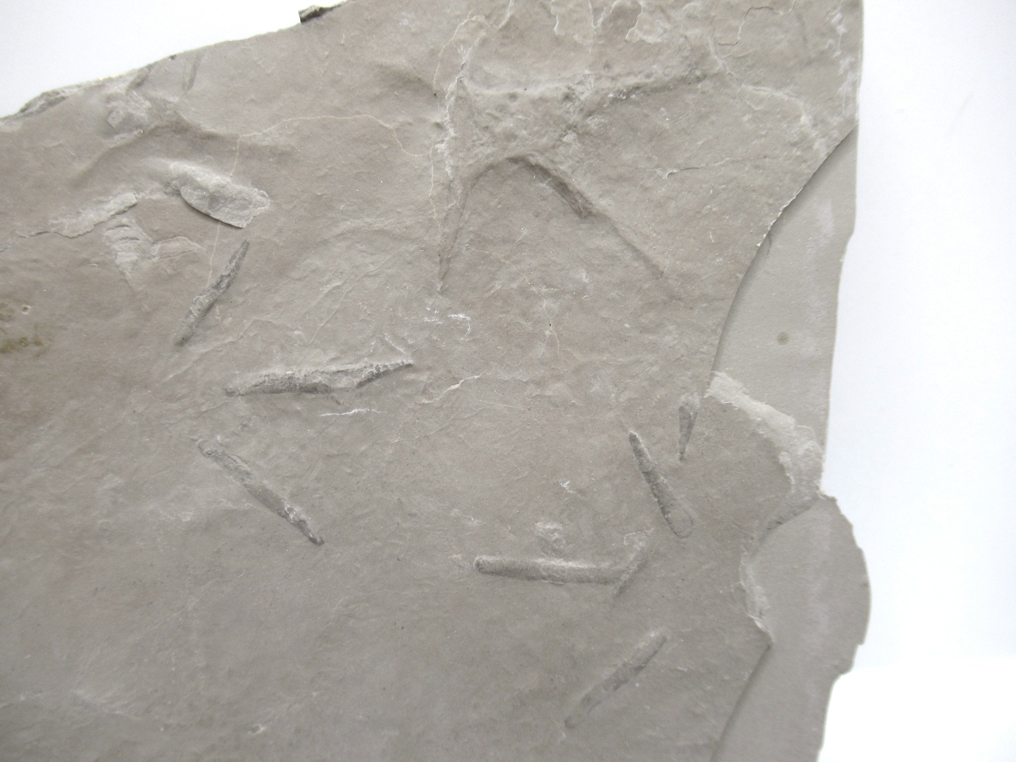 Green River Bird Track Fossil Plate #3 | Fossils for Sale