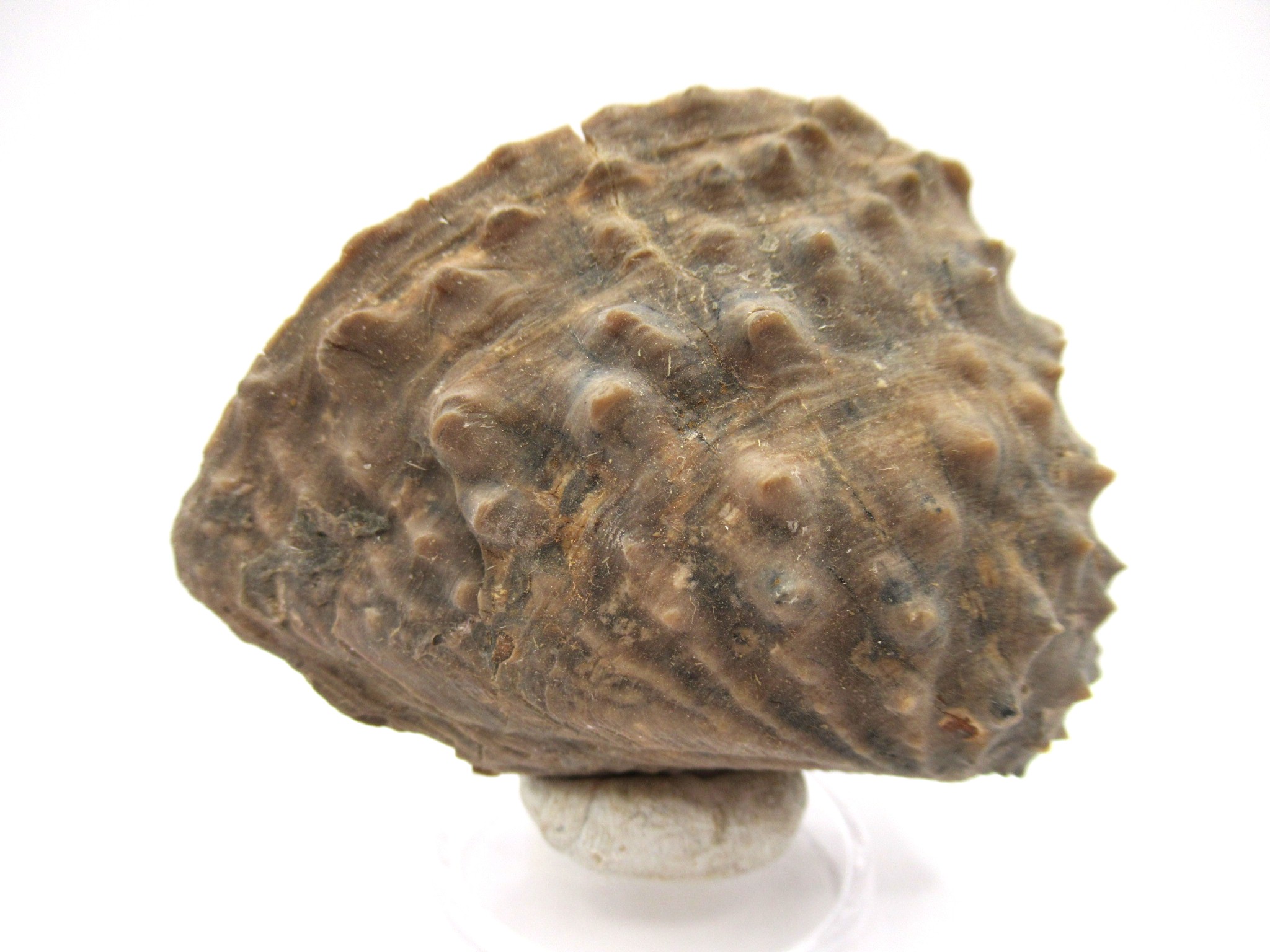 Trigonia Bivalve – Portugal #8 | Fossils for Sale