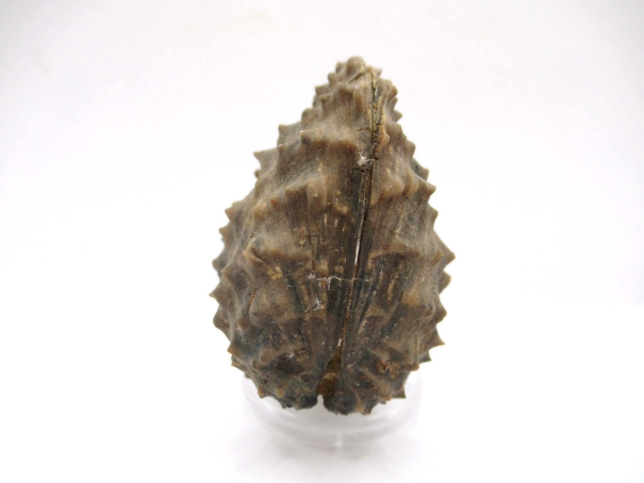 Trigonia Bivalve – Portugal #8 | Fossils for Sale