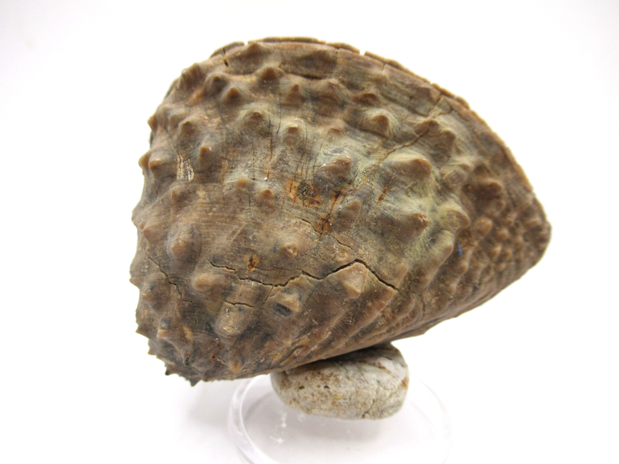 Trigonia Bivalve – Portugal #8 | Fossils for Sale