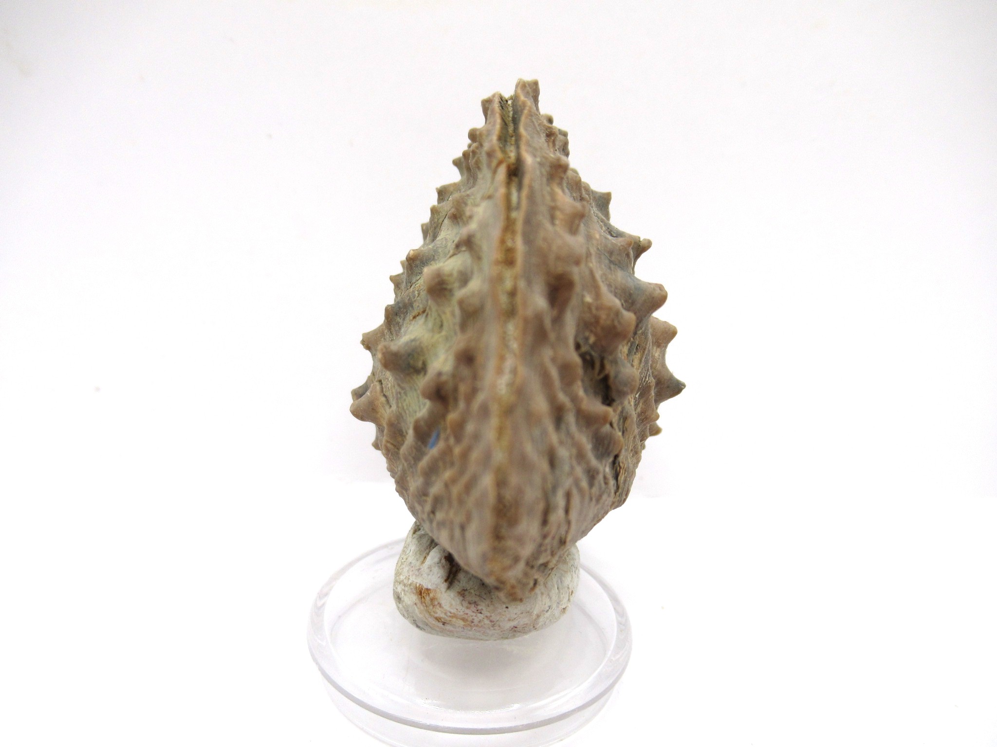 Trigonia Bivalve – Portugal #8 | Fossils for Sale