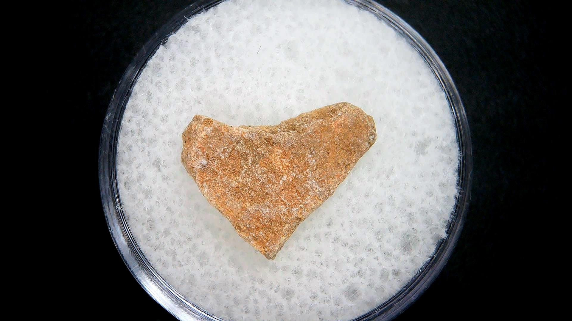 Gastornis Egg Shell | Flightless Bird #40 | Fossils for Sale