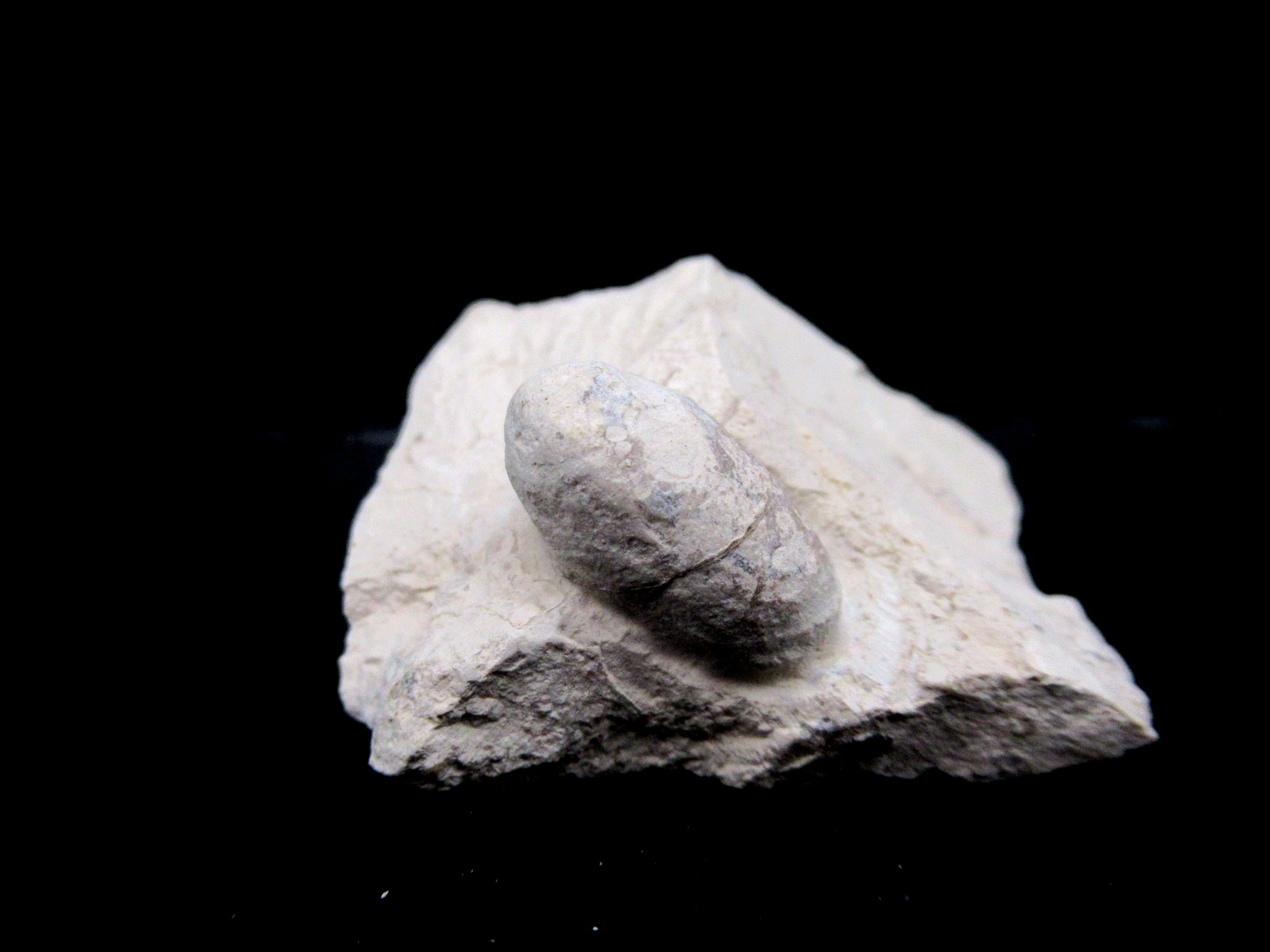 Fossil Snake Egg from France #32 | Fossils for Sale