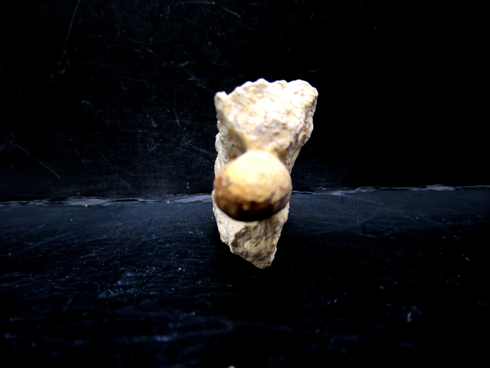 Fossil Snake Egg from France #36 | Fossils for Sale