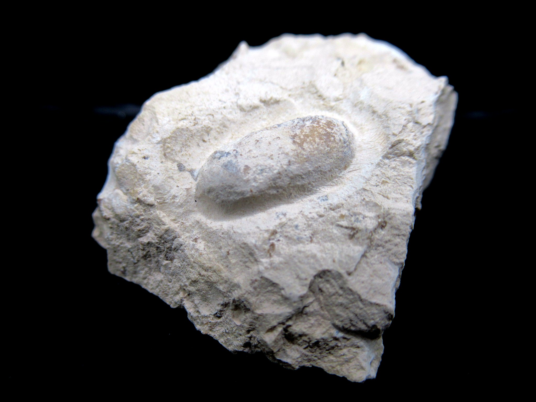 Fossil Snake Egg from France #39 | Fossils for Sale