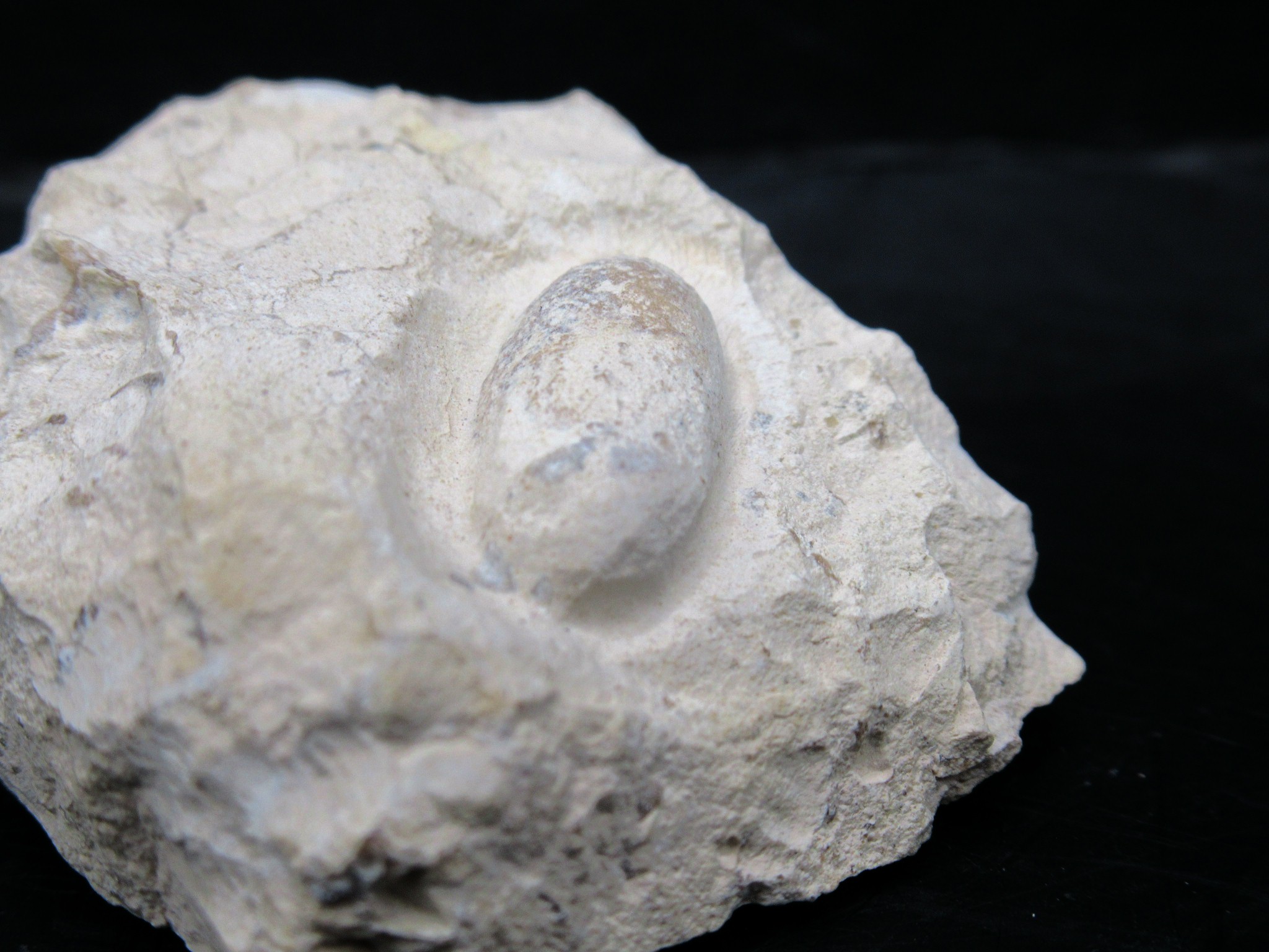 Fossil Snake Egg from France #39 | Fossils for Sale