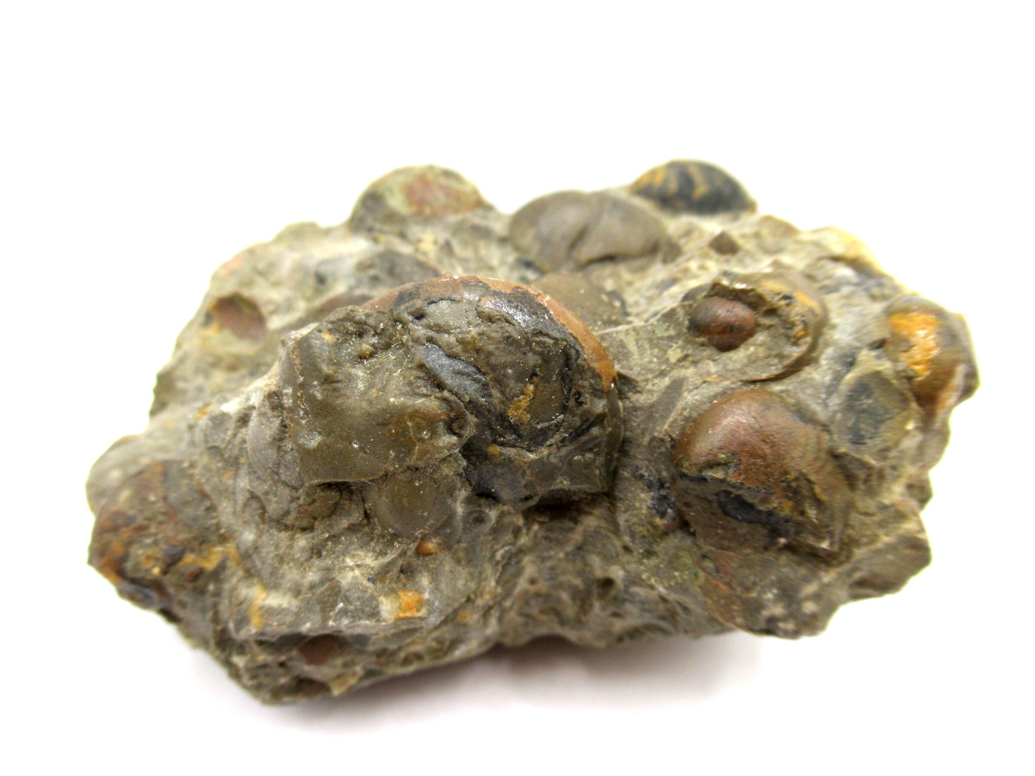 Morocco Goniatite – Natural in Matrix #17 | Fossils for Sale