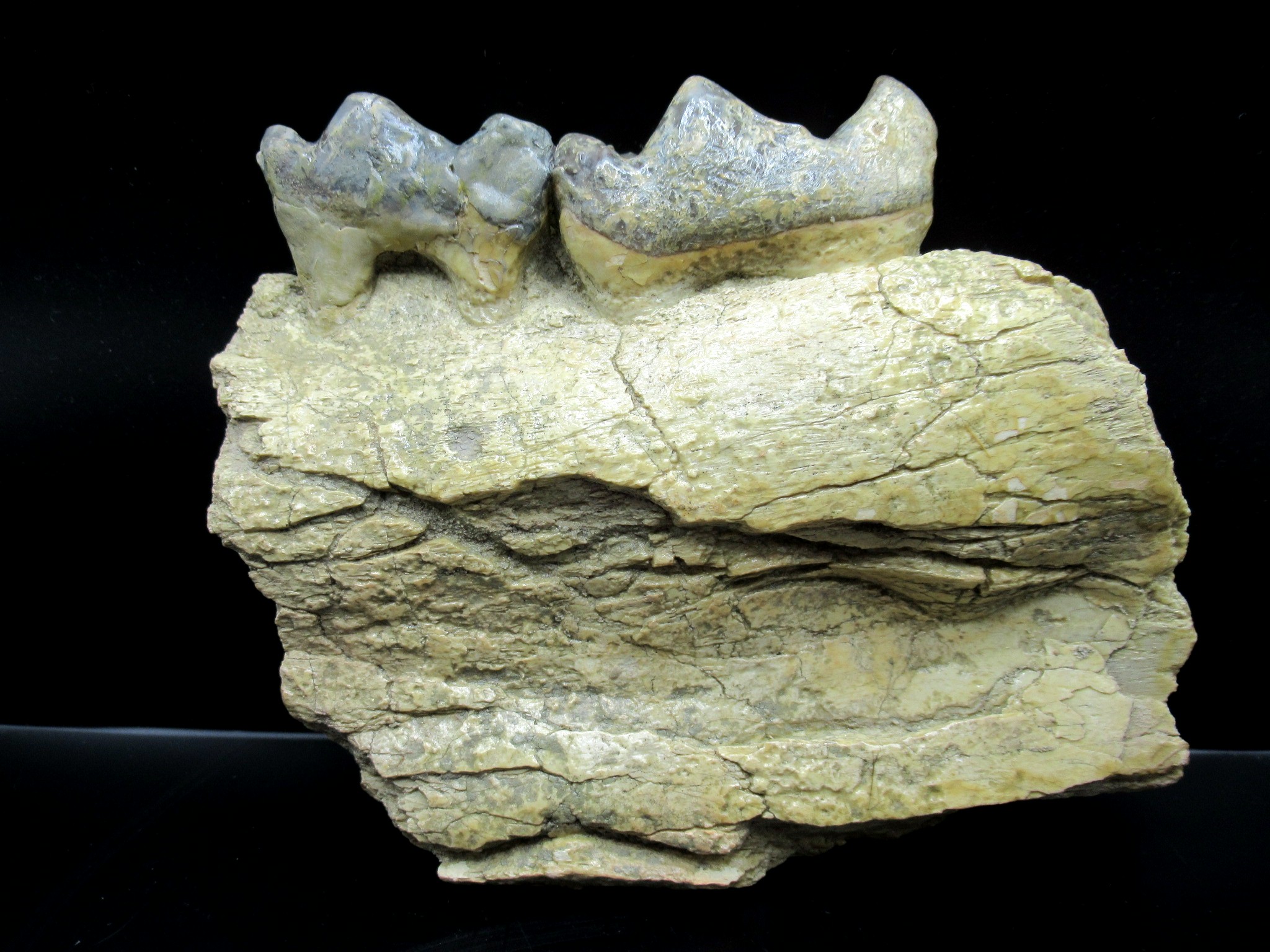 Brontotherium Jaw from S. Dakota #1 | Fossils for Sale