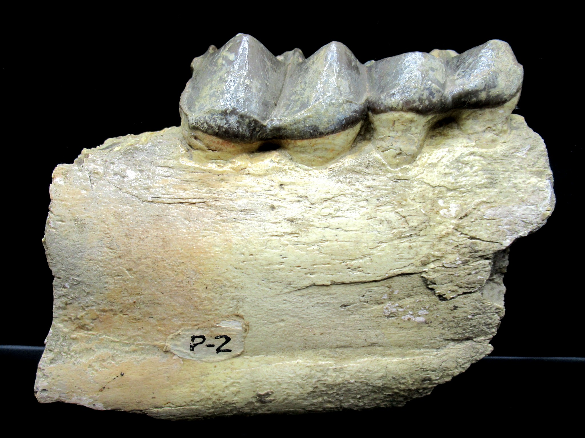 Brontotherium Jaw from S. Dakota #1 | Fossils for Sale